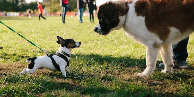Home - Philadelphia Animal Welfare Society (PAWS)Philadelphia Animal ...