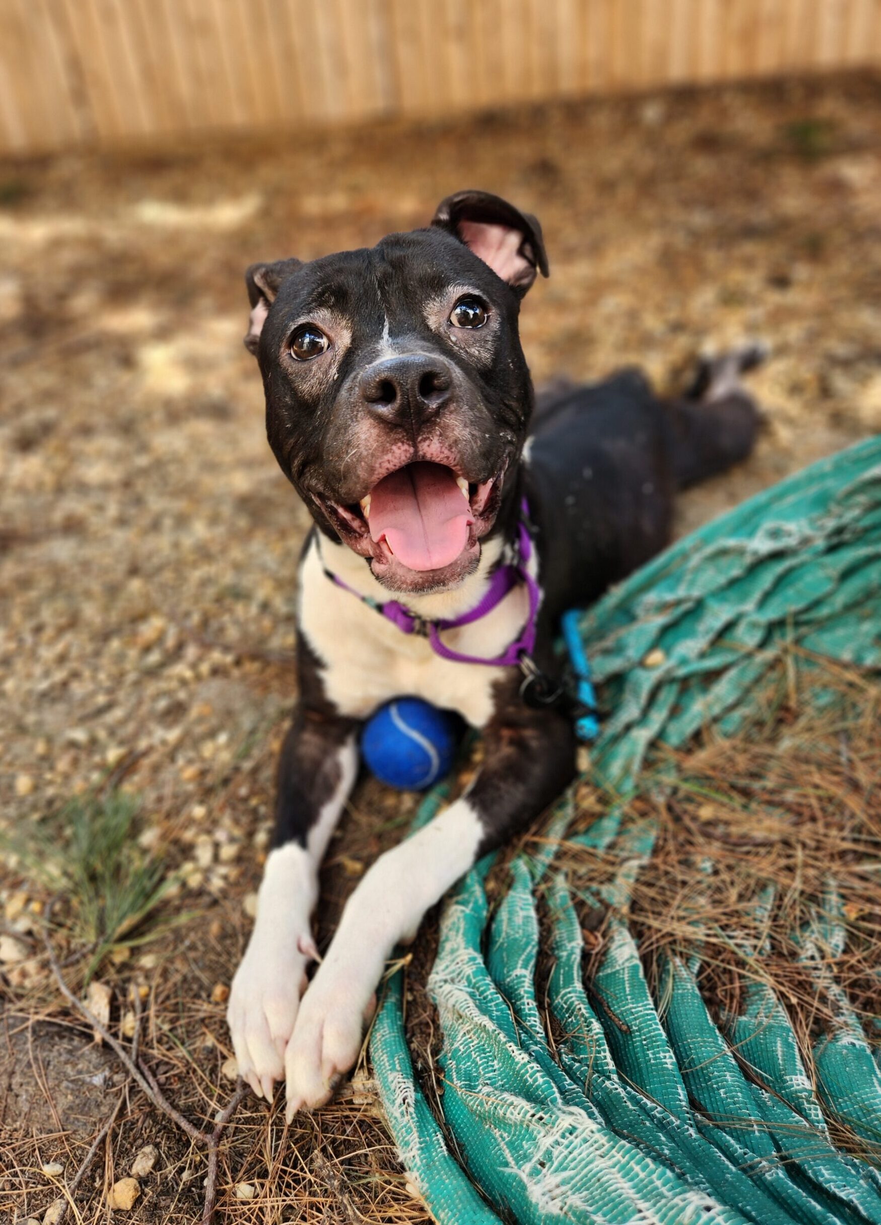 Dogs In Need of Foster Care