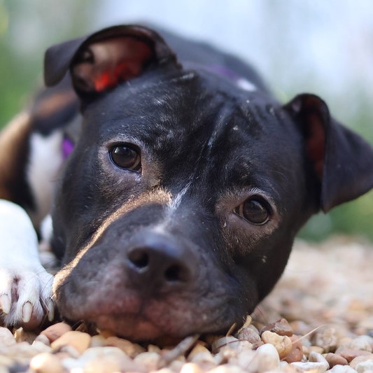 Dogs In Need of Foster Care