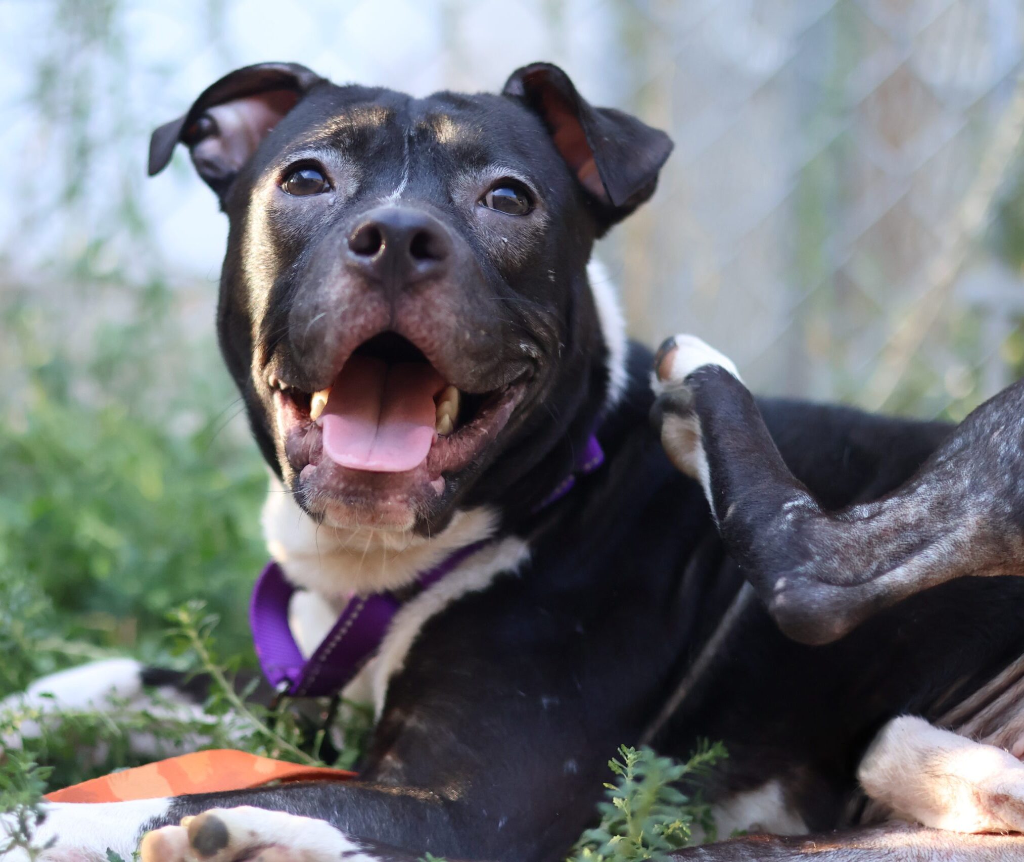 Dogs In Need of Foster Care