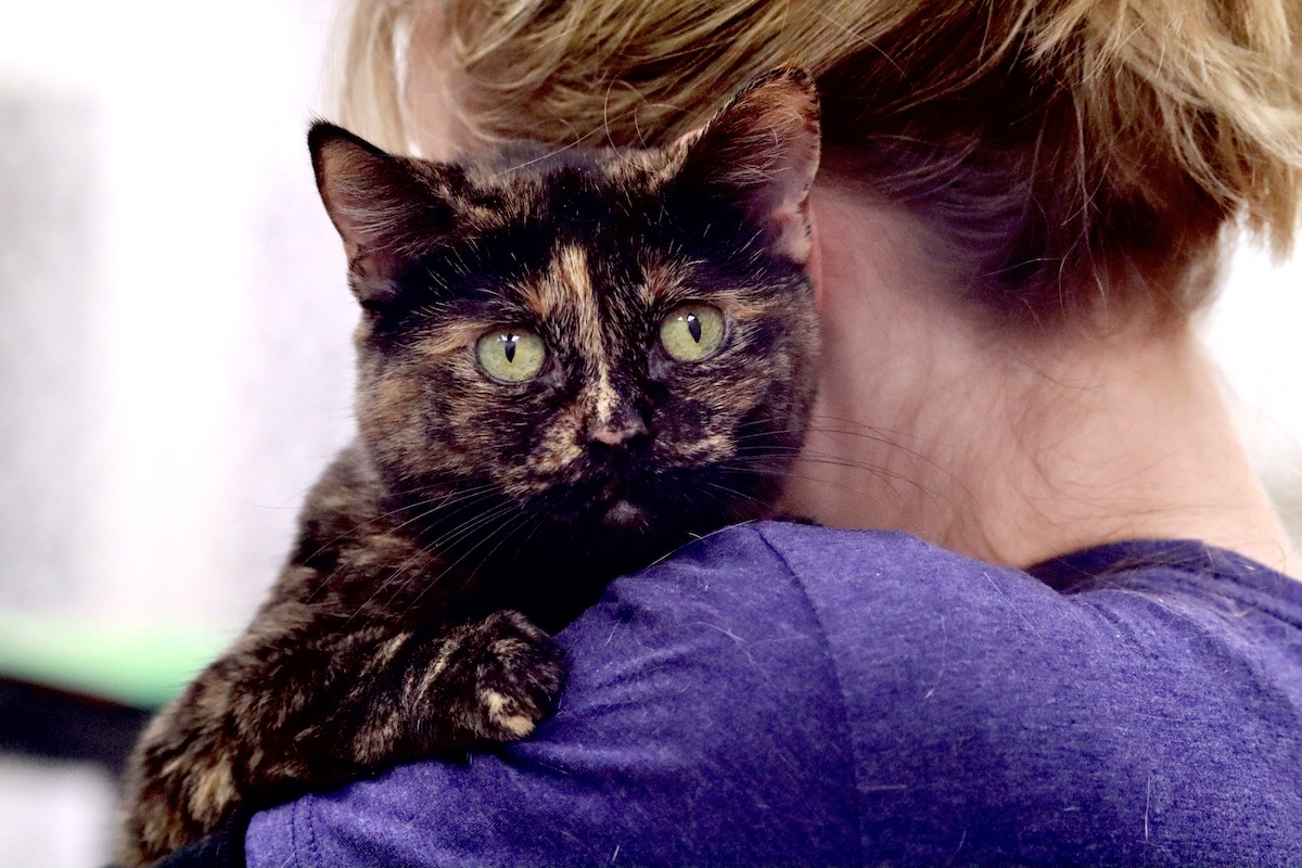 Home [phillypaws.org]