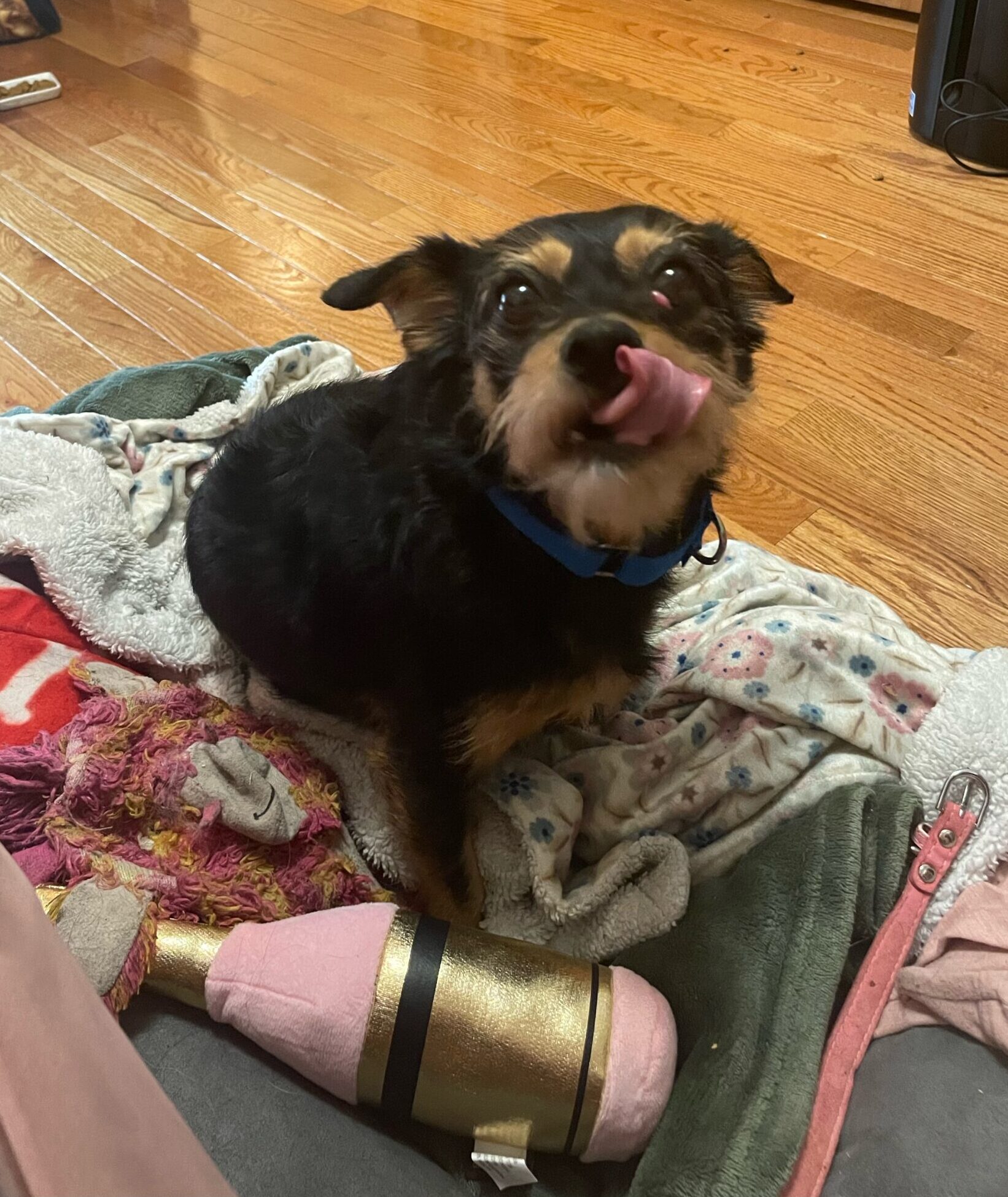 Dogs In Need of Foster Care