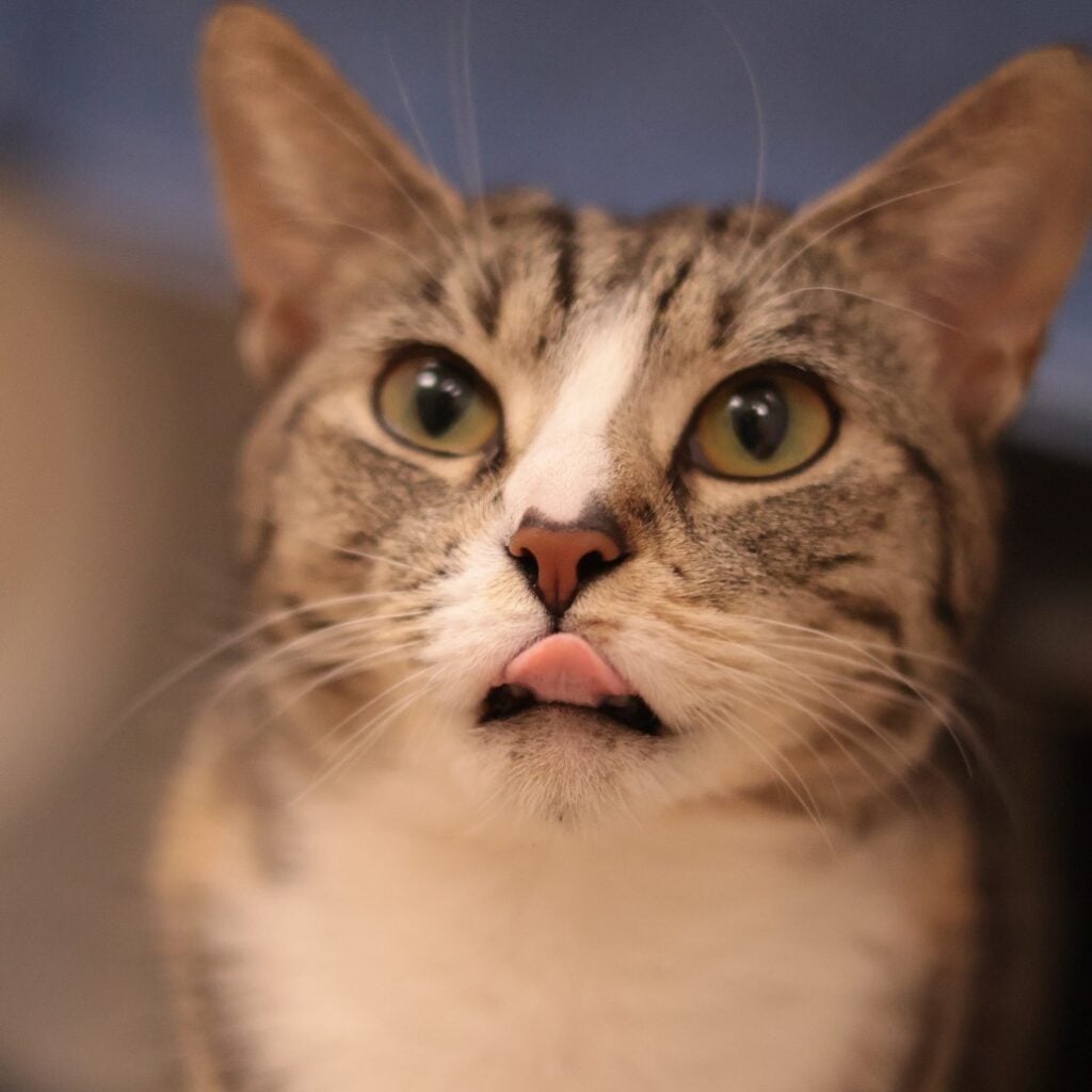 PAWS Launches “Everyday Heroes: Foster Challenge” to Spotlight the ...