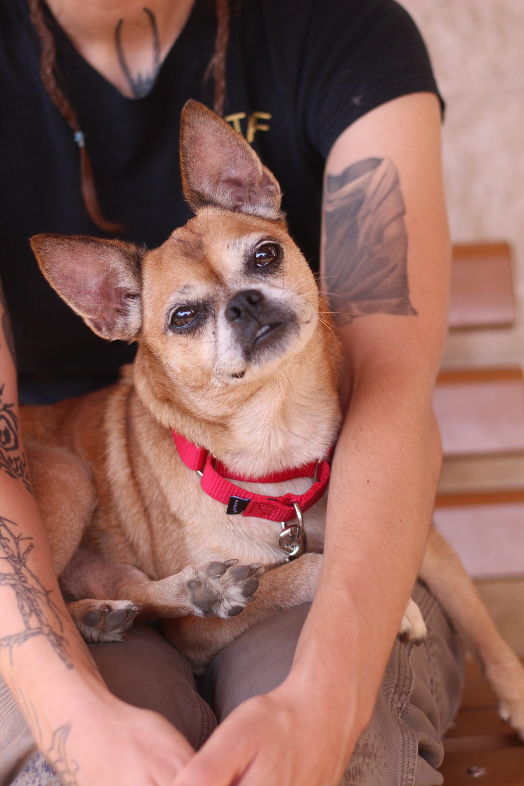 Dogs In Need of Foster Care