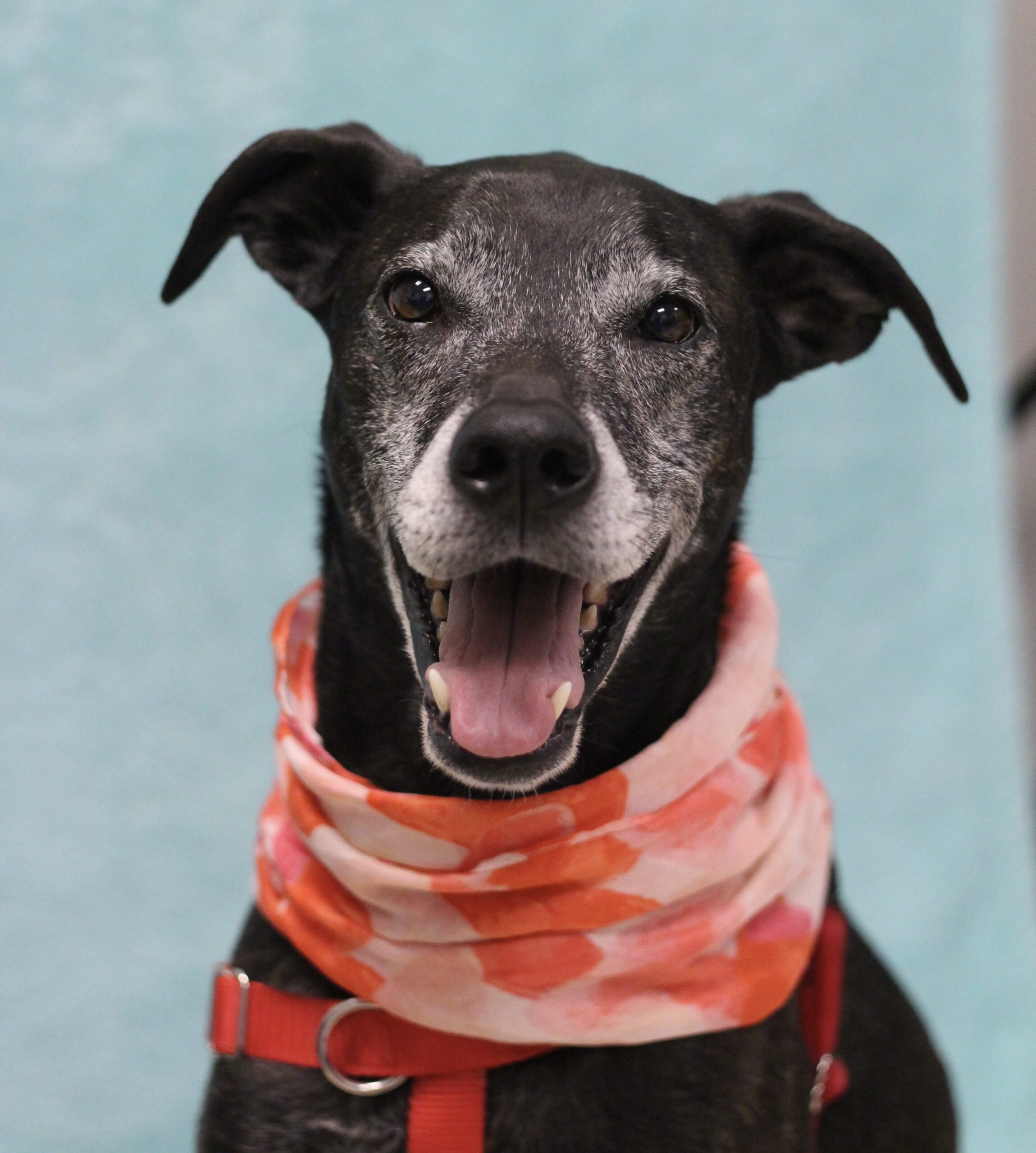 Dogs In Need of Foster Care