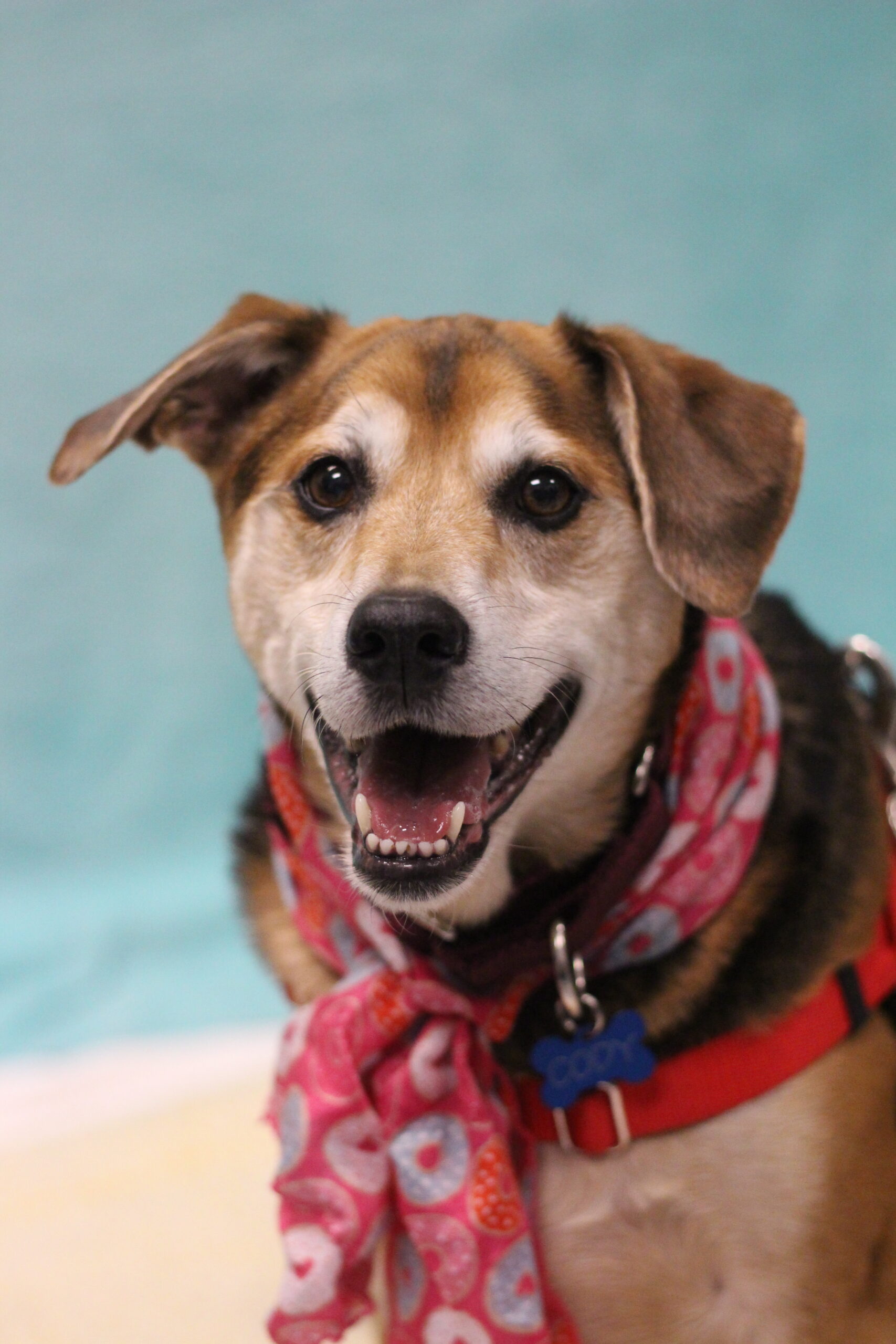 Dogs In Need of Foster Care