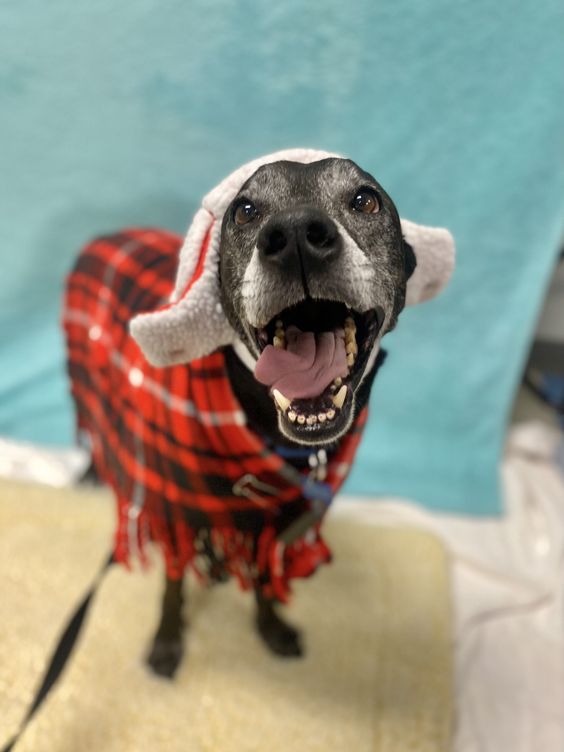 Dogs In Need of Foster Care