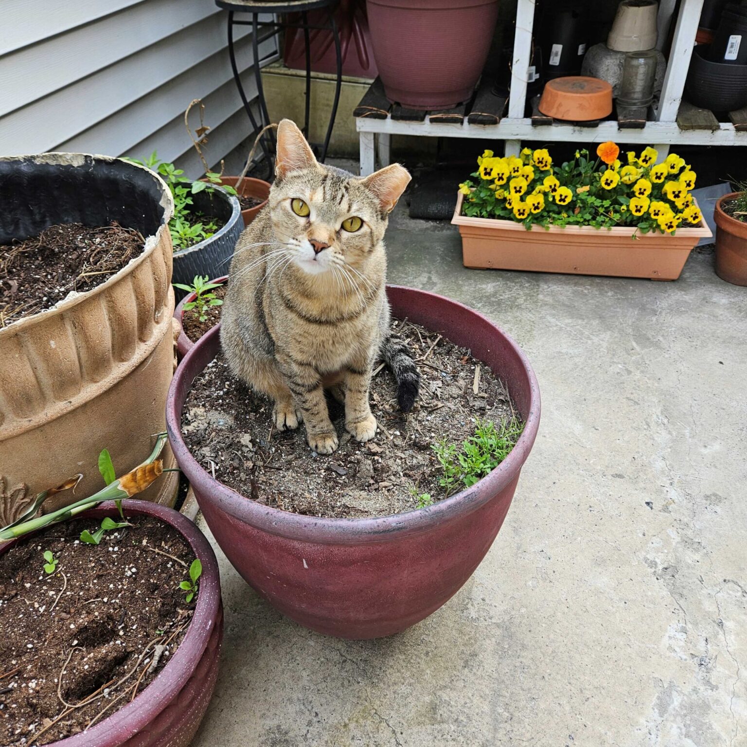 TNR: Caring for Community Cats