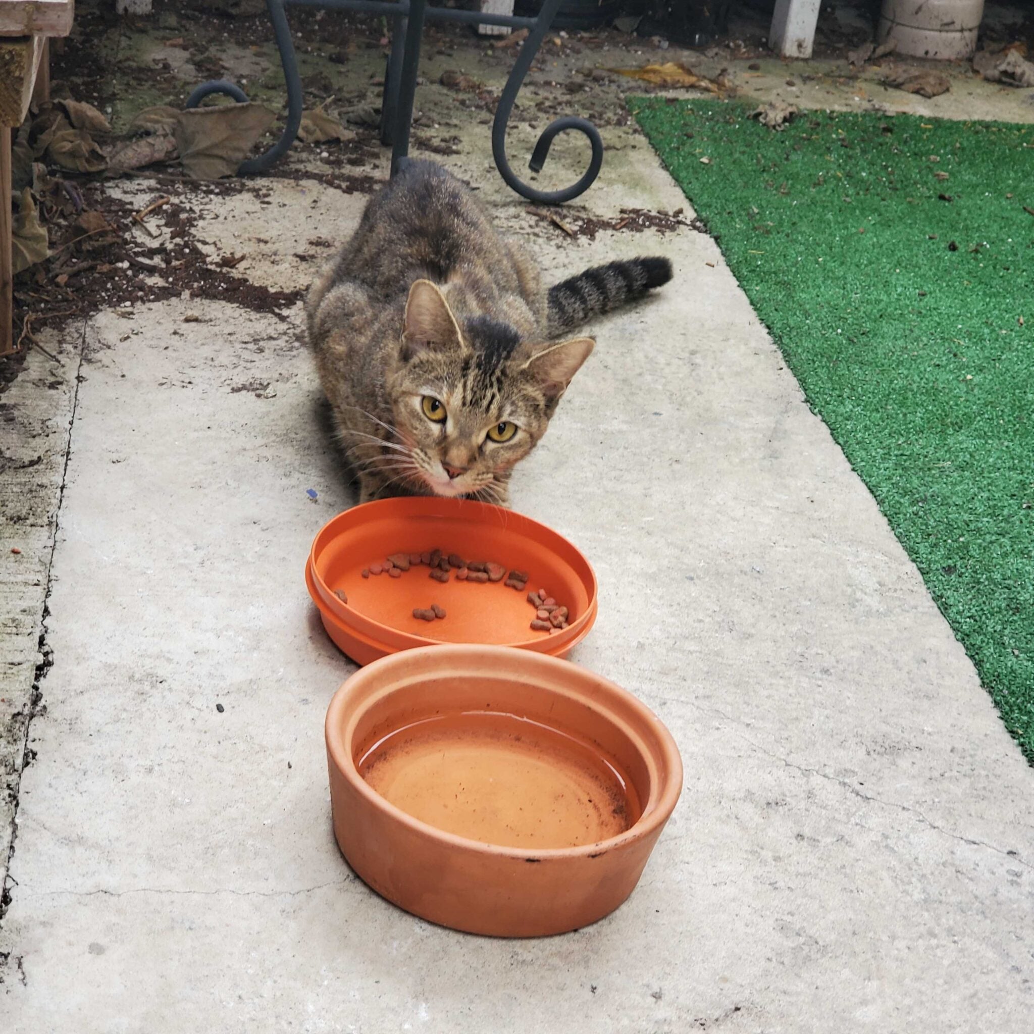 TNR: Caring for Community Cats
