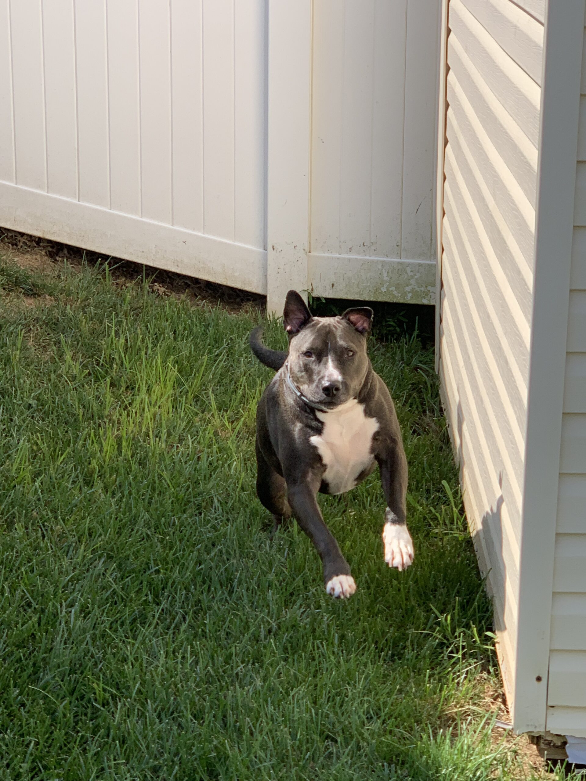 Dogs In Need of Foster Care