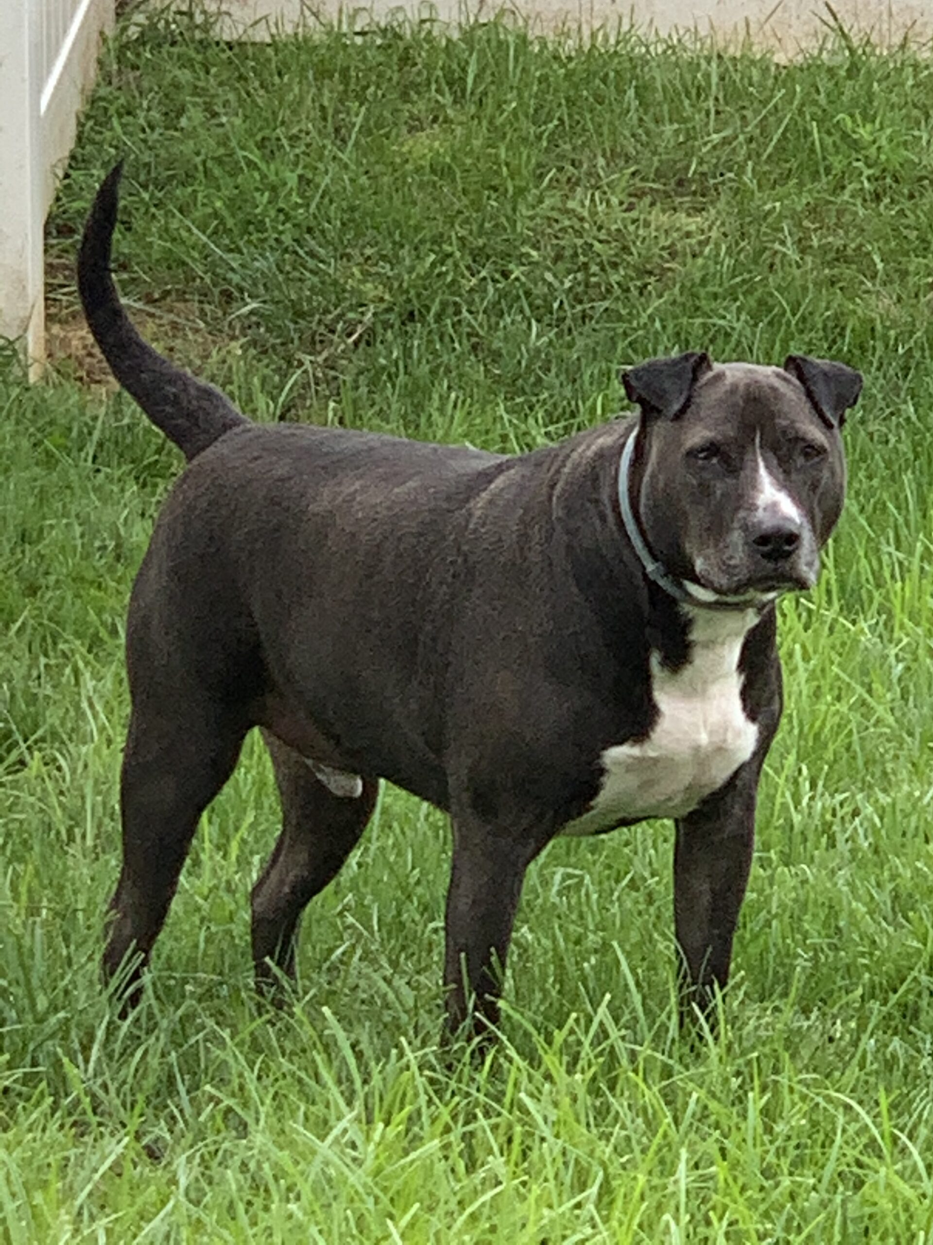 Dogs In Need of Foster Care