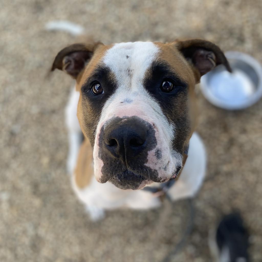 Dogs In Need of Foster Care