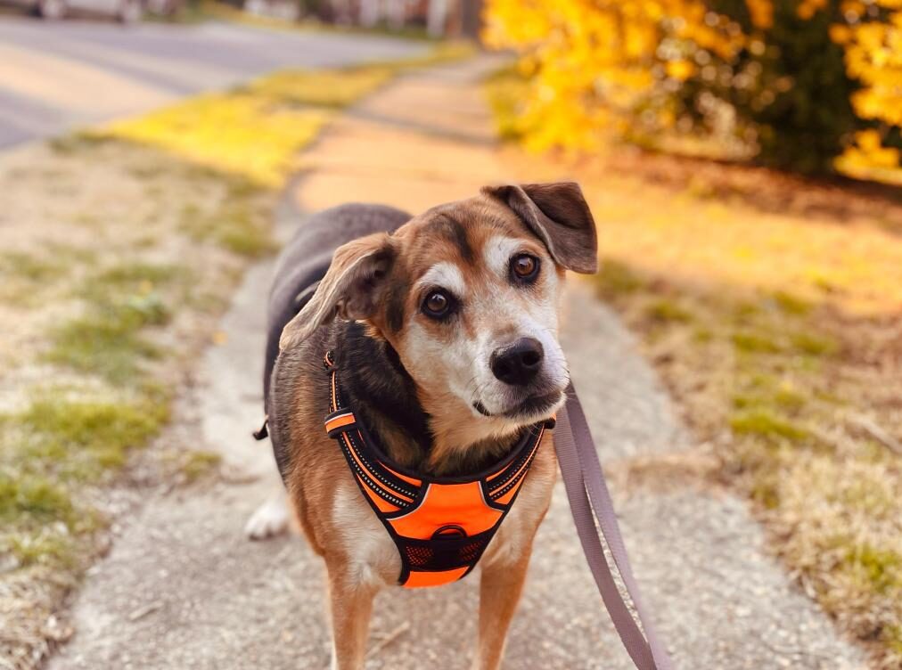 Home [phillypaws.org]